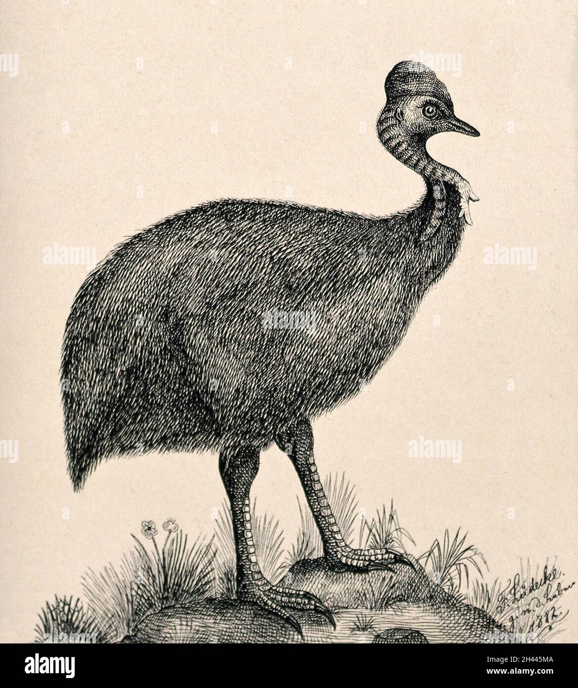 Cassowary anatomy hi-res stock photography and images - Alamy