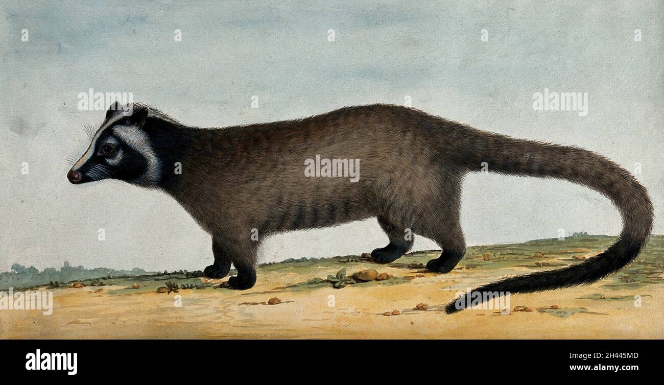 Opossum features hi-res stock photography and images - Alamy