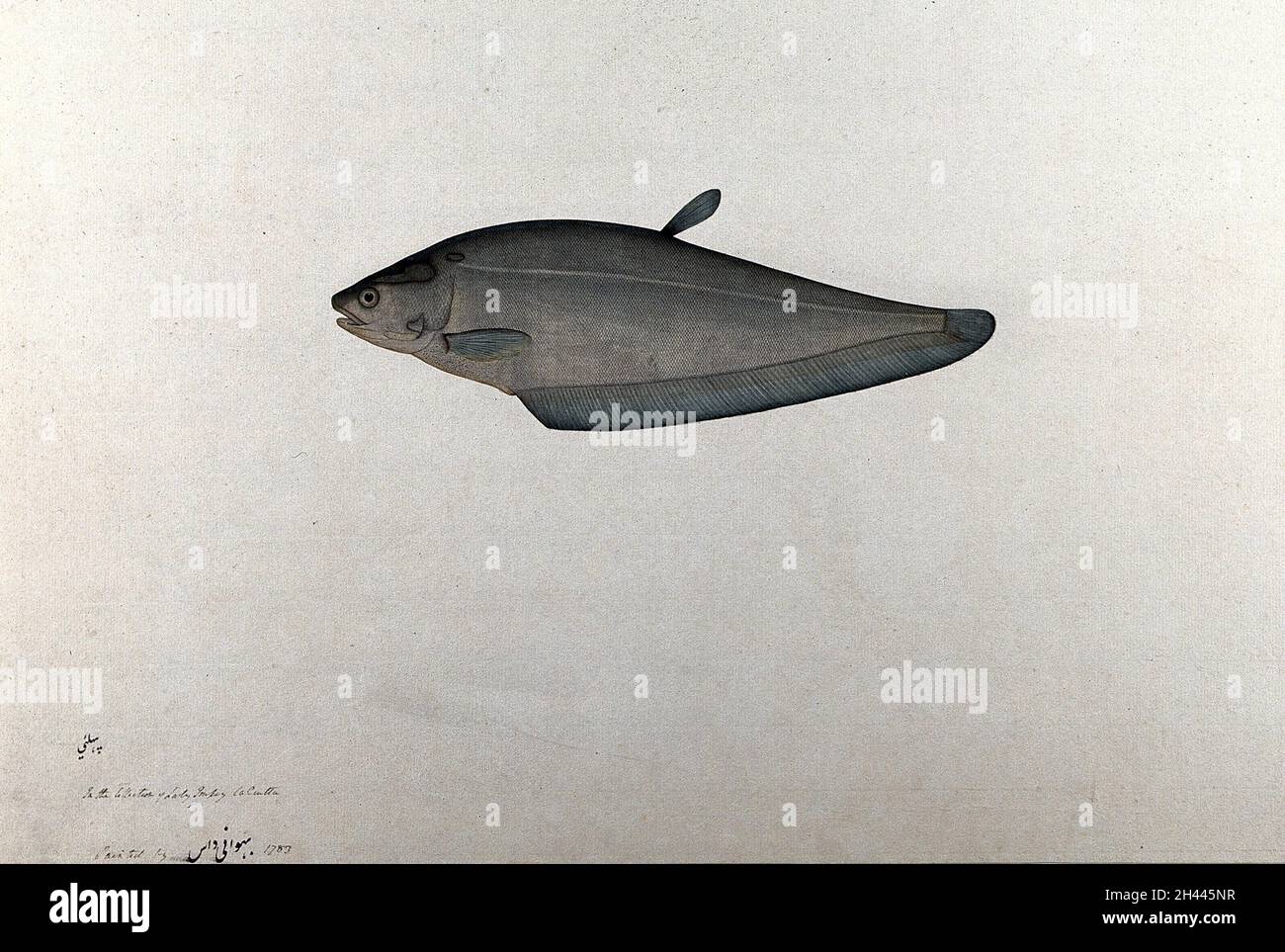 Fish. Watercolour, 1783 Stock Photo - Alamy
