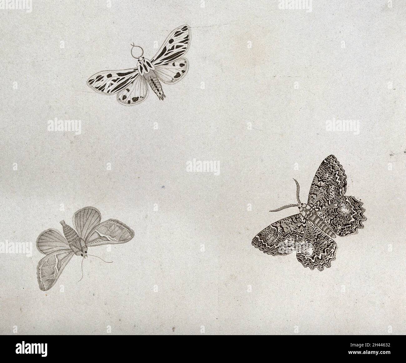 Three moths, one possibly a wood tiger (Nemeophila plantaginis ...