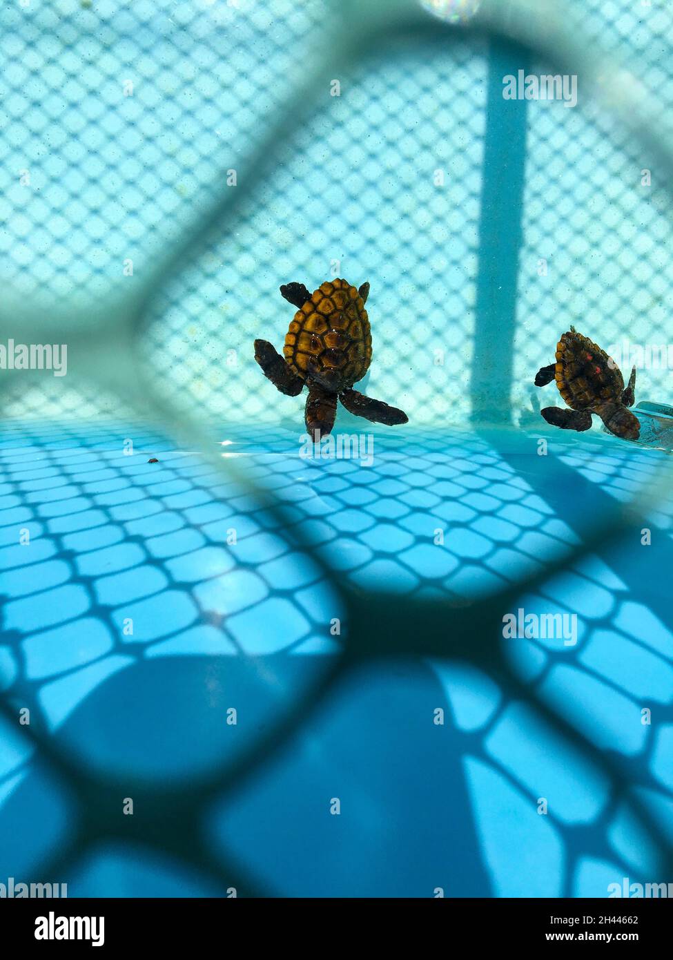 Baby turtles in the turtle hospital Stock Photo - Alamy