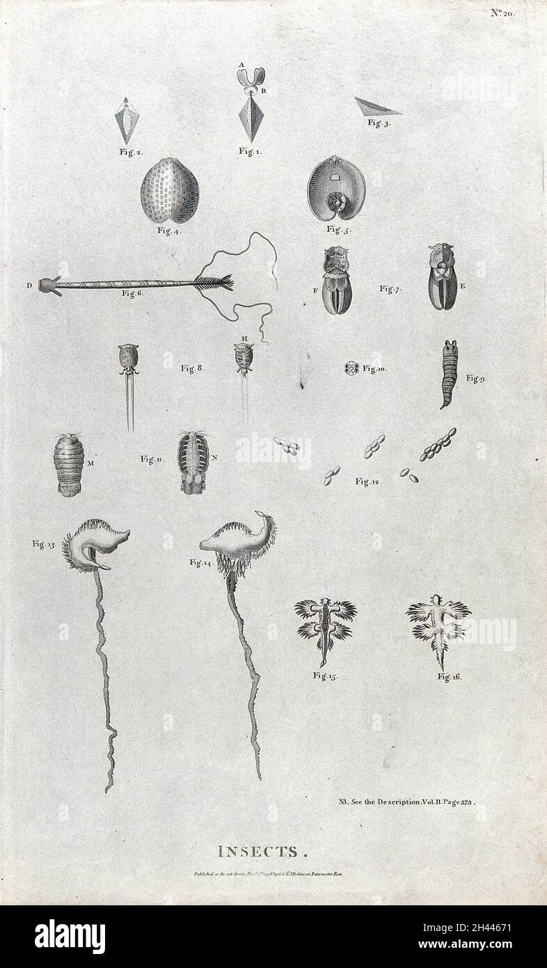 Insects: sixteen unlabelled anatomical segments. Etching, ca. 1798 ...