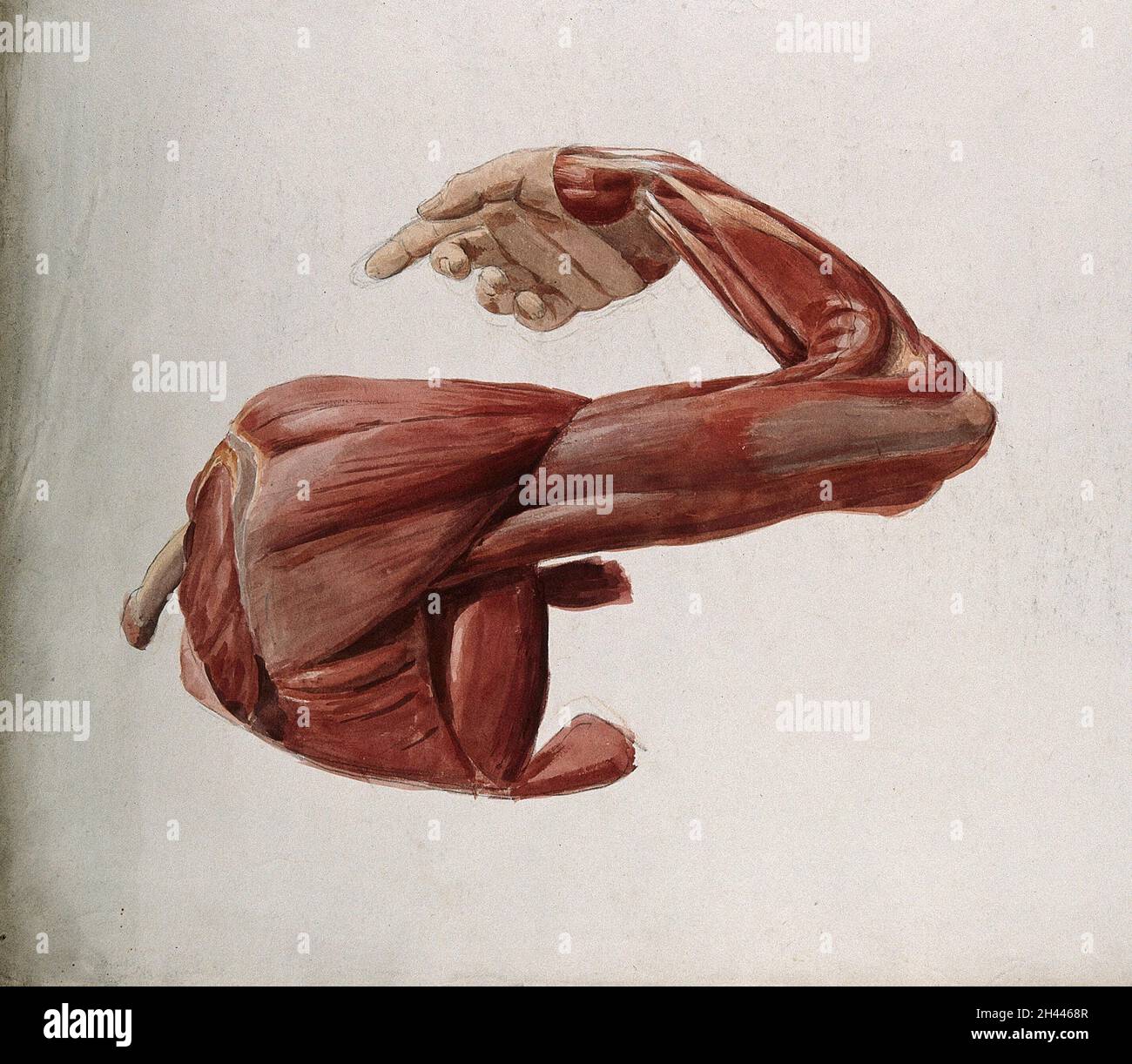 Dissection showing the muscles of the arm and shoulder, back view, with ...