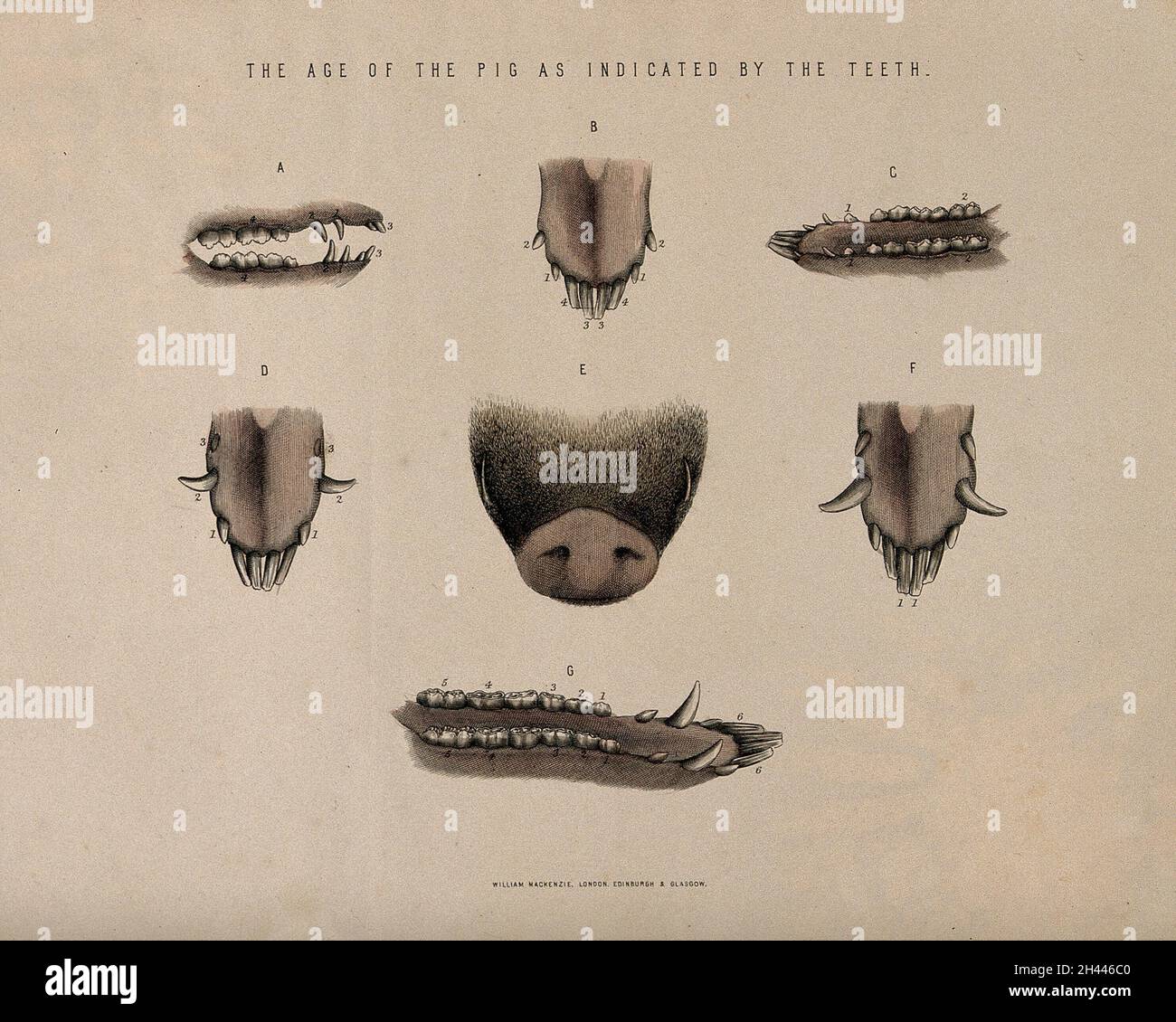 Pigs' teeth: seven figures showing the stages of development in pigs of ...