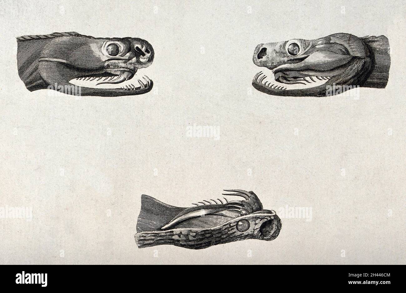 The heads of two snakes and upper palate with fangs of one of them ...