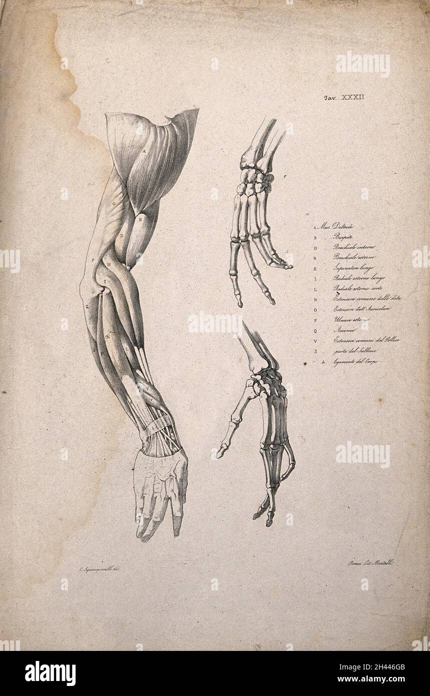 Muscles and bones of the shoulder, arm and hand: an écorché arm and two ...