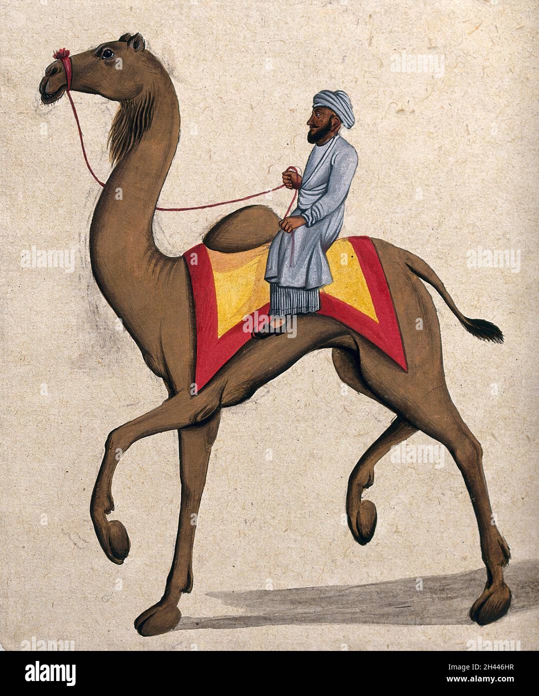 Indian man painting man on camel hi-res stock photography and images ...