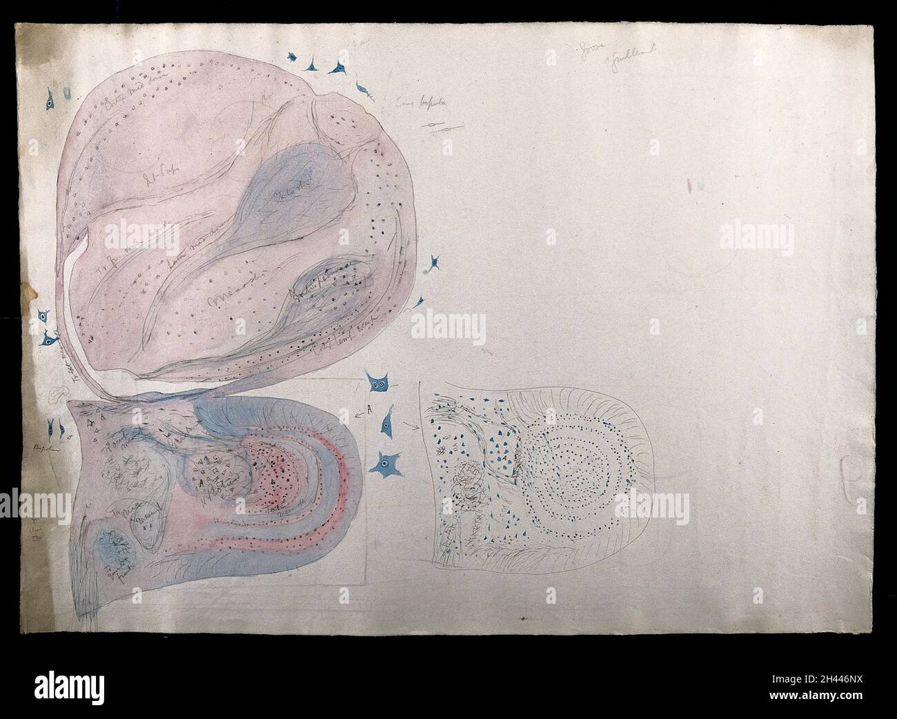 Brain of a goose or a guillemot: figures showing dissections and ...