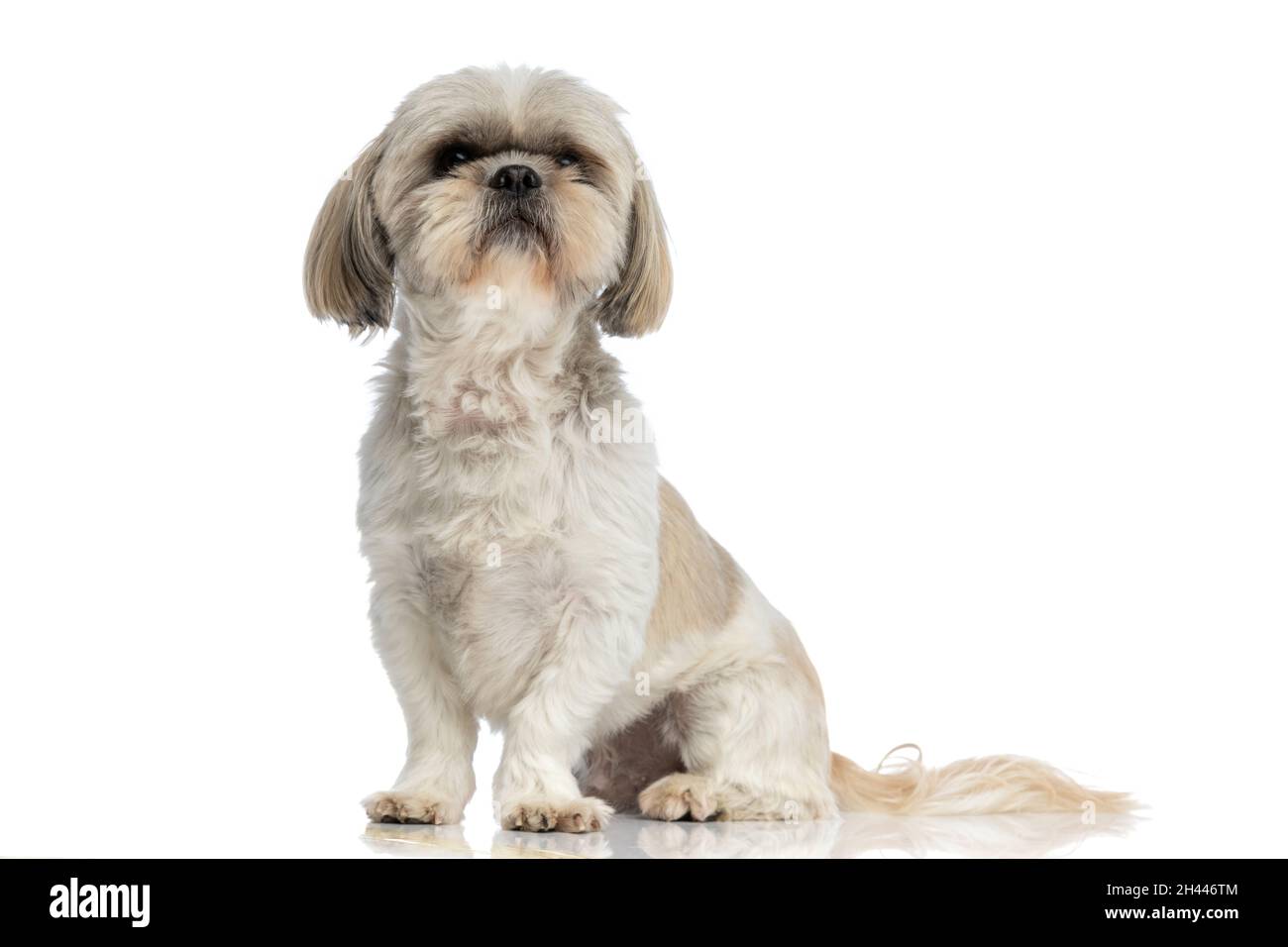 sweet shih tzu dog sitting against white studio background and looking ...