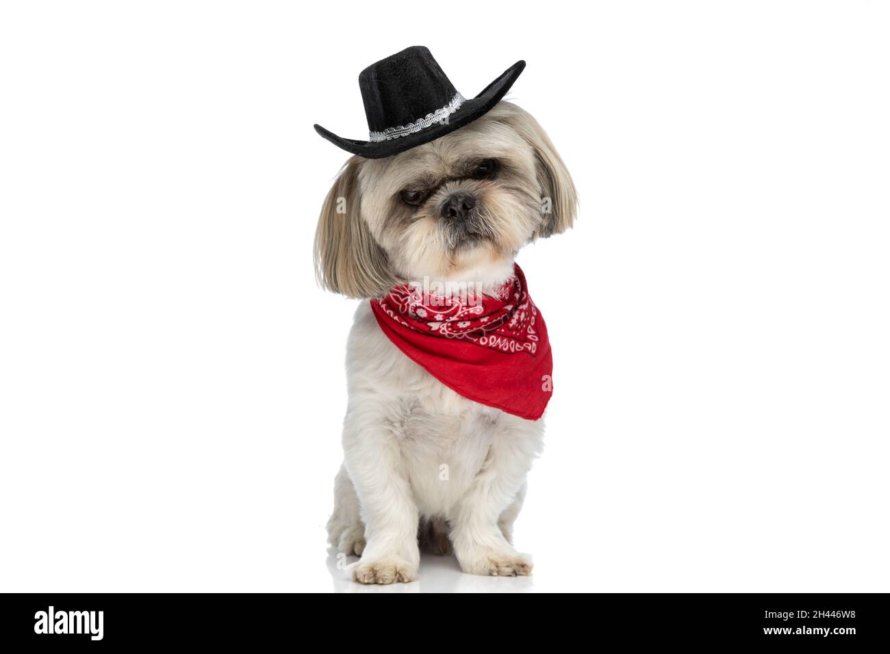 tough shih tzu dog feeling angry and wearing a black hat and a red ...