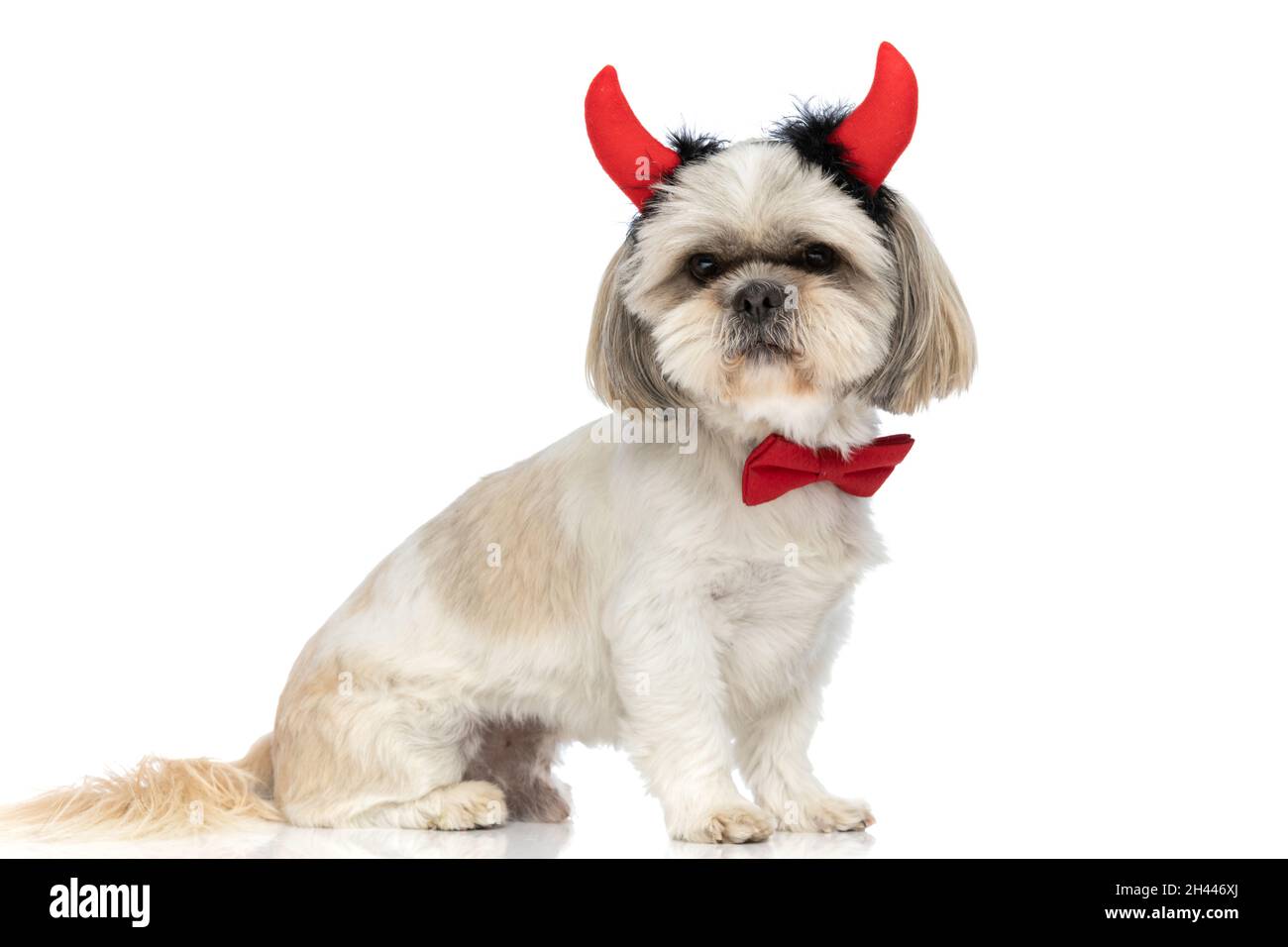 adorable shih tzu dog wearing a red bowtie at neck and devil horns on ...