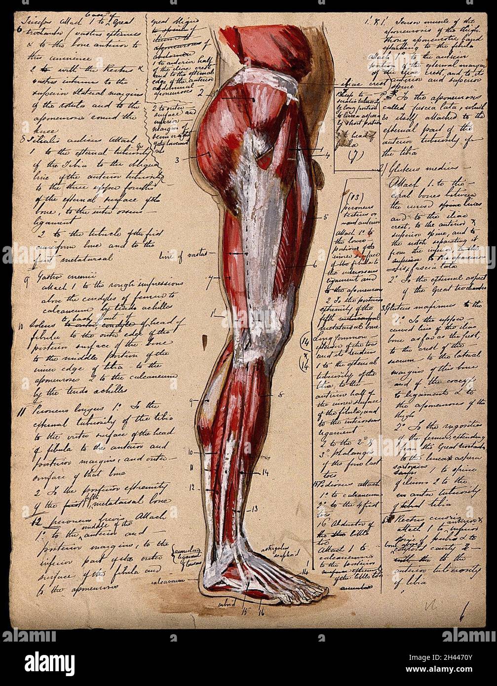 Muscles of the leg and foot: side view. Ink and watercolour with ...