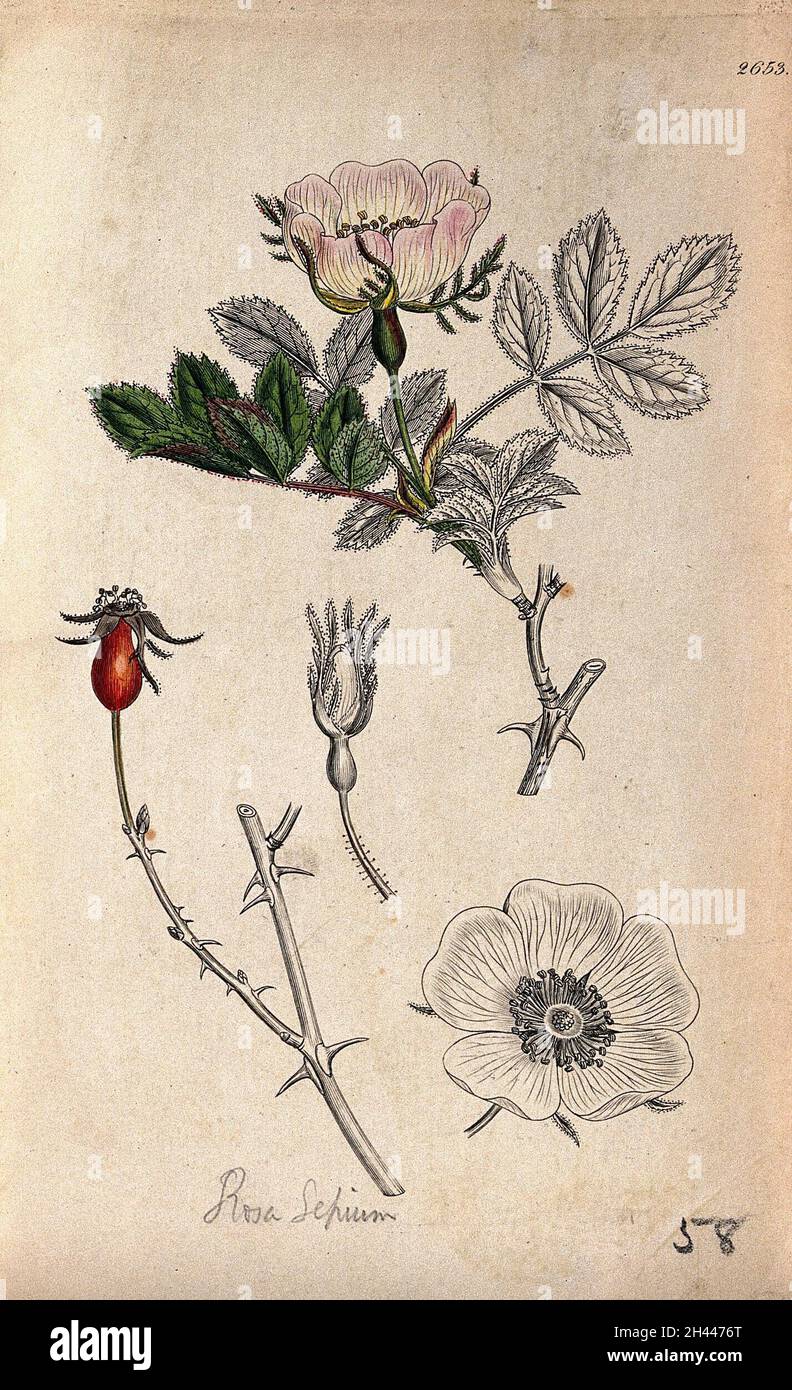 Dog rose (Rosa canina): flowering stem, flower, fruit and bud. Coloured ...