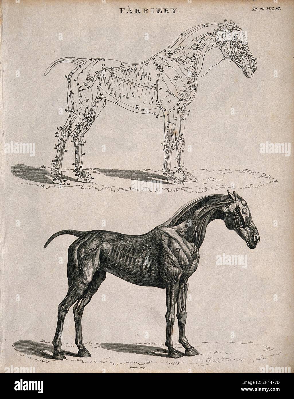 An écorché horse: two side views, below, an illustration showing the ...