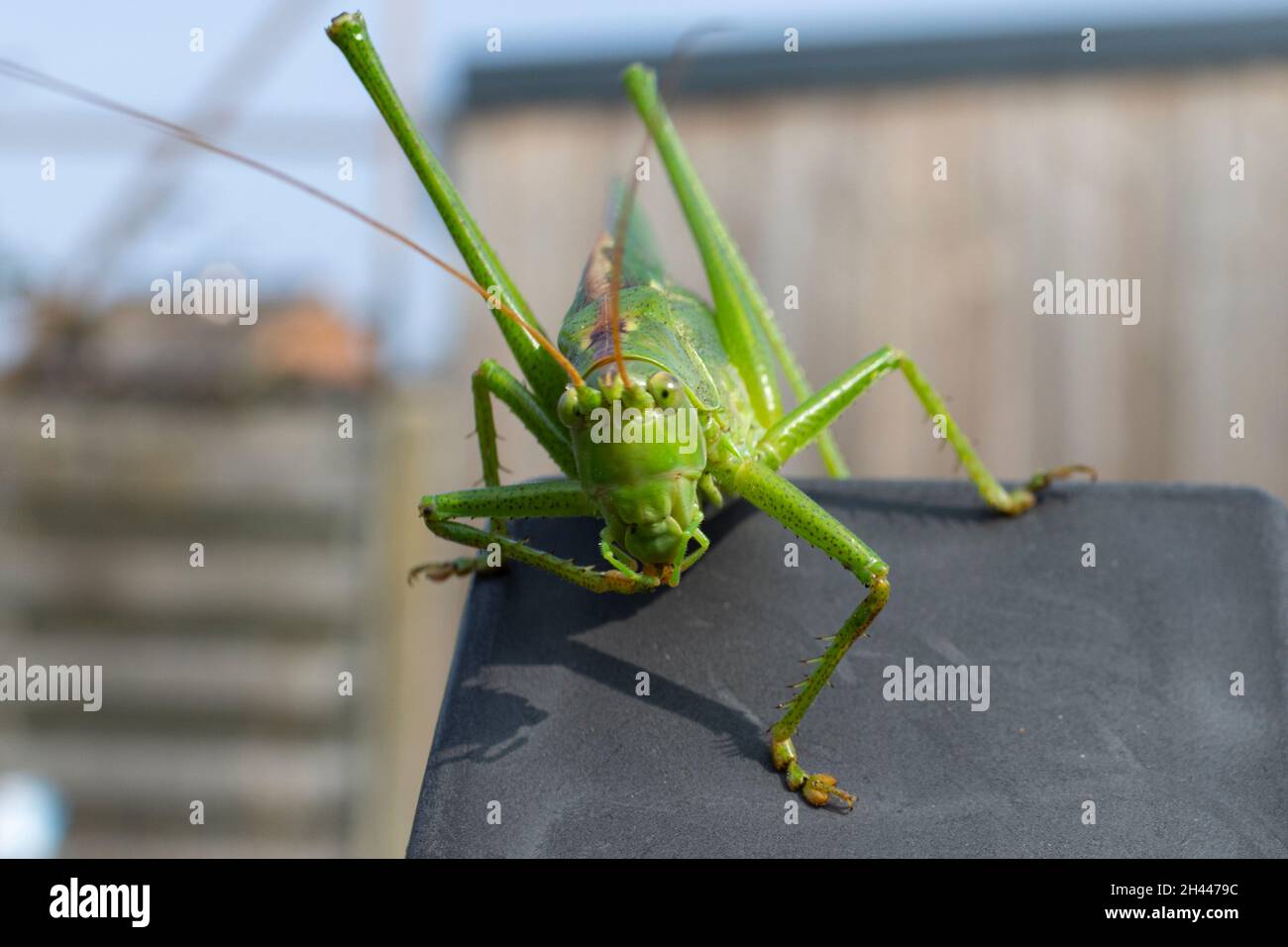 A close-up of a grasshopper Stock Photo - Alamy
