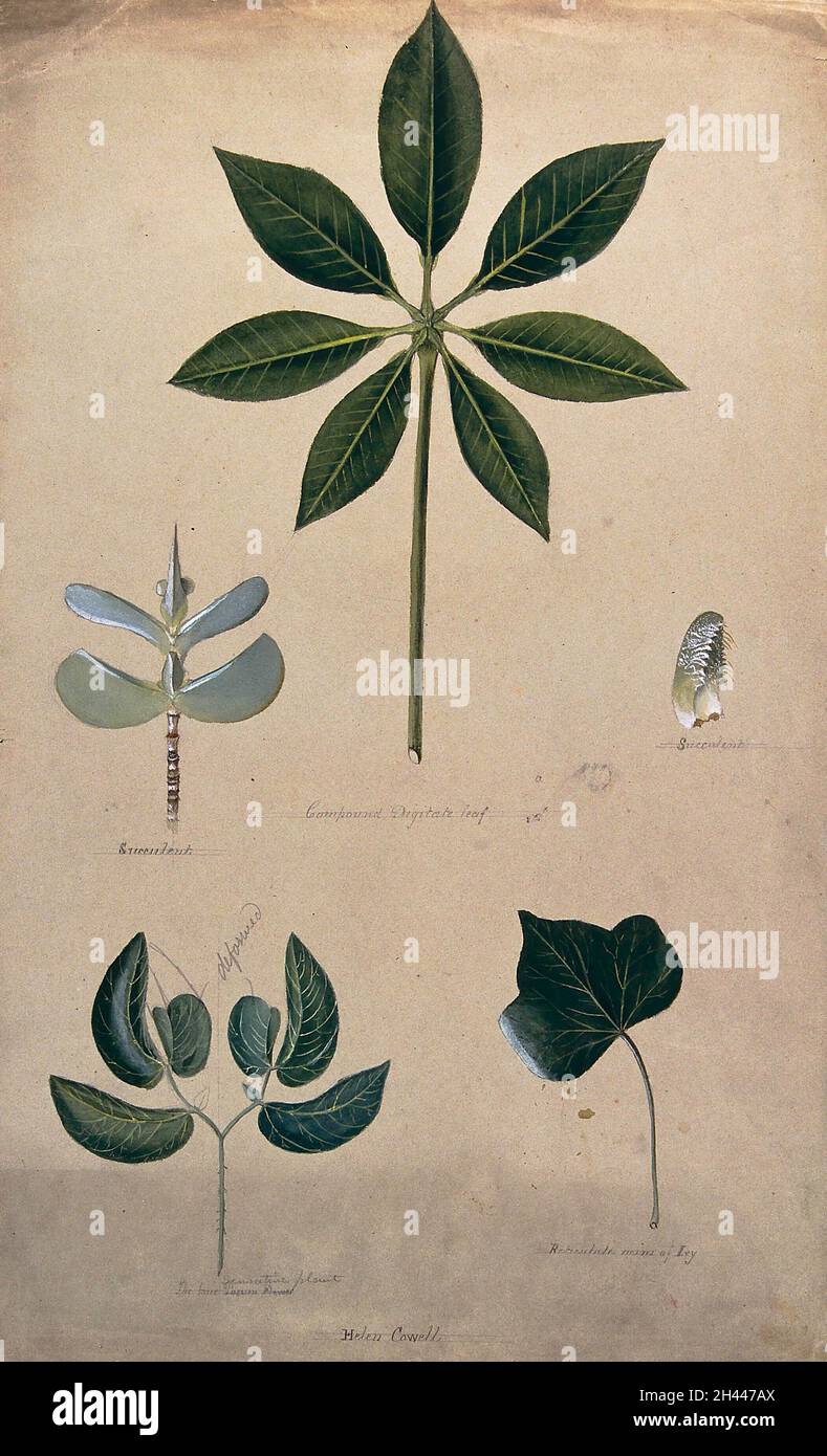 Various leaf forms, including succulent and compound. Watercolour by H ...