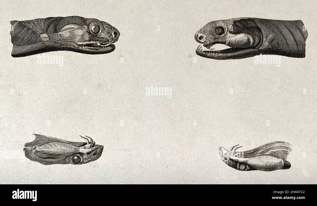 The heads and upper palates with fangs of two snakes. Engraving, ca ...