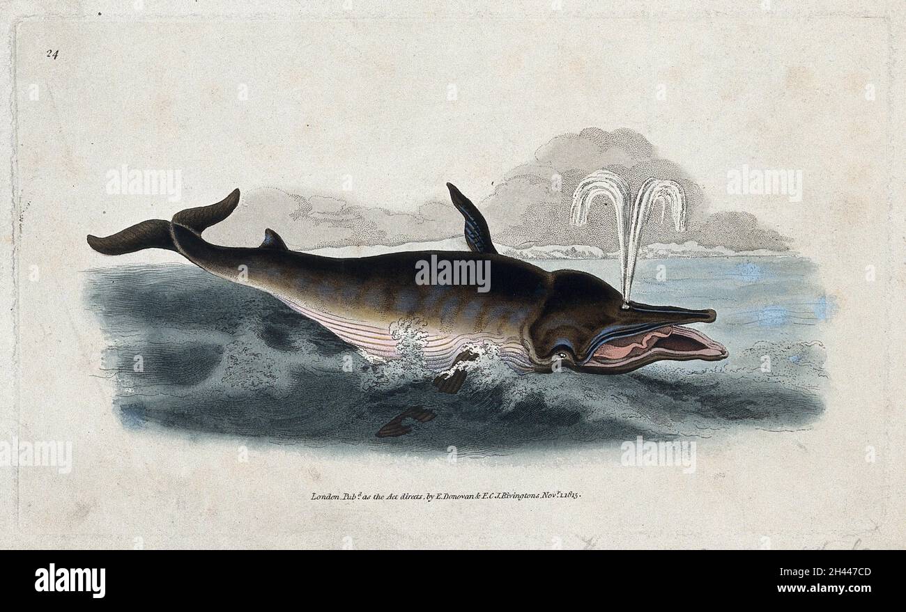 A beaked whale blowing a fountain of water through its snout. Coloured ...