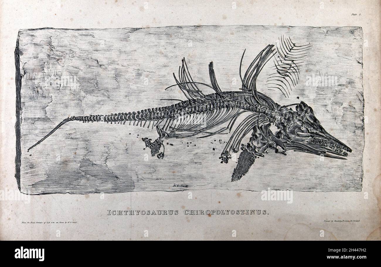 Ichthyosaurus skeleton hi-res stock photography and images - Alamy