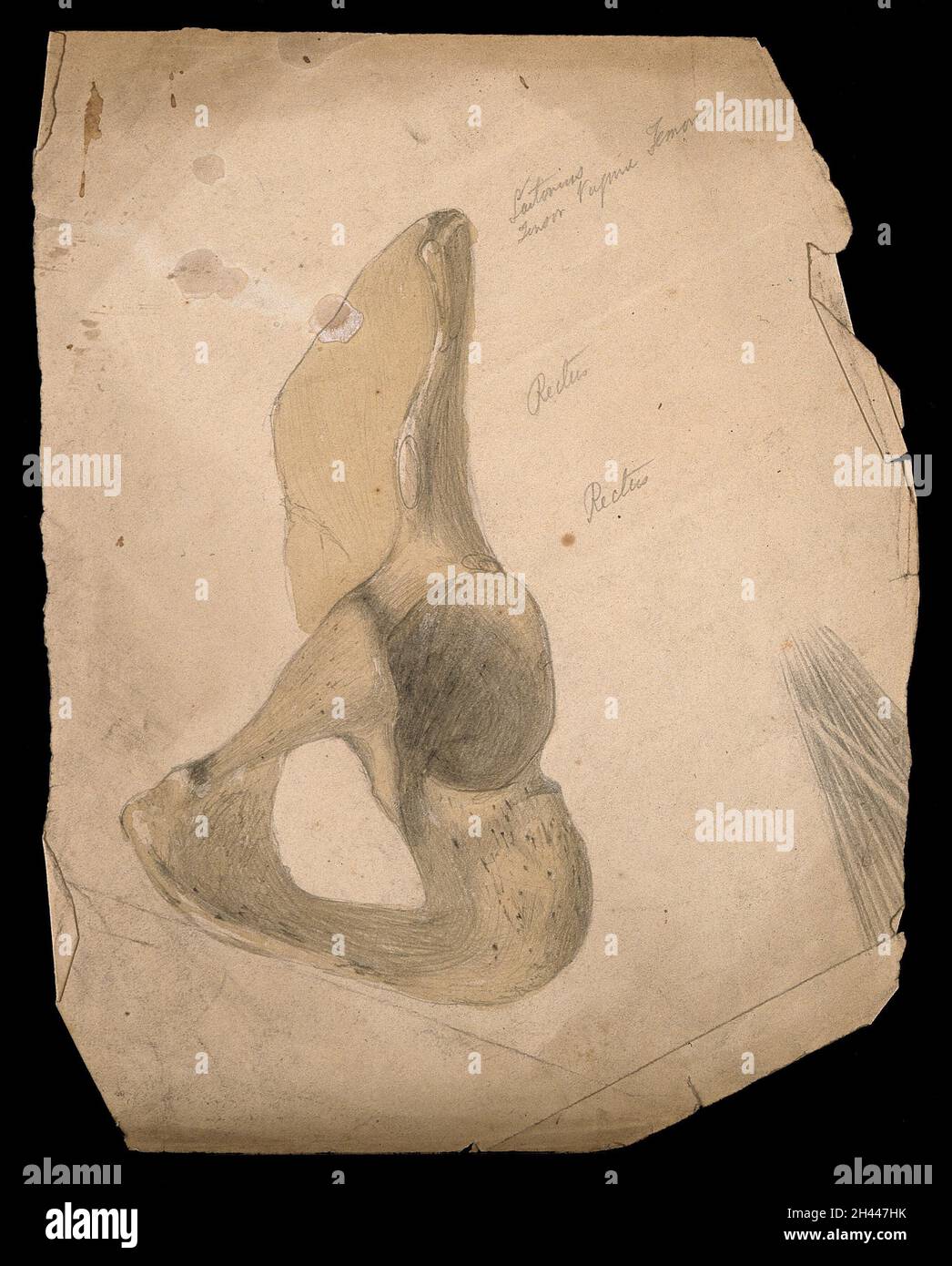 Part of the pelvis: the hip bone. Pencil and watercolour drawing by J.C ...