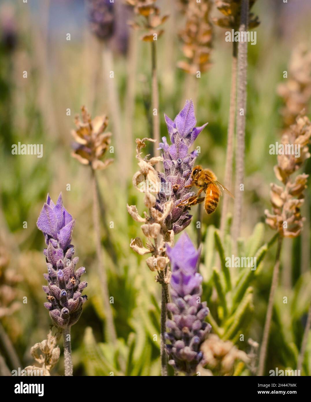Worker bee collecting pollen from a lavender flower in early spring ...