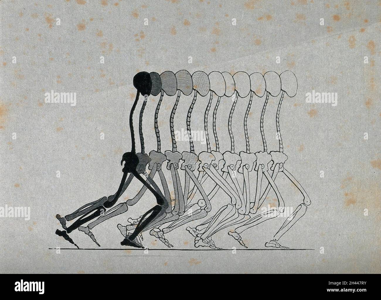 A skeleton in motion. Lithograph, 18 Stock Photo - Alamy