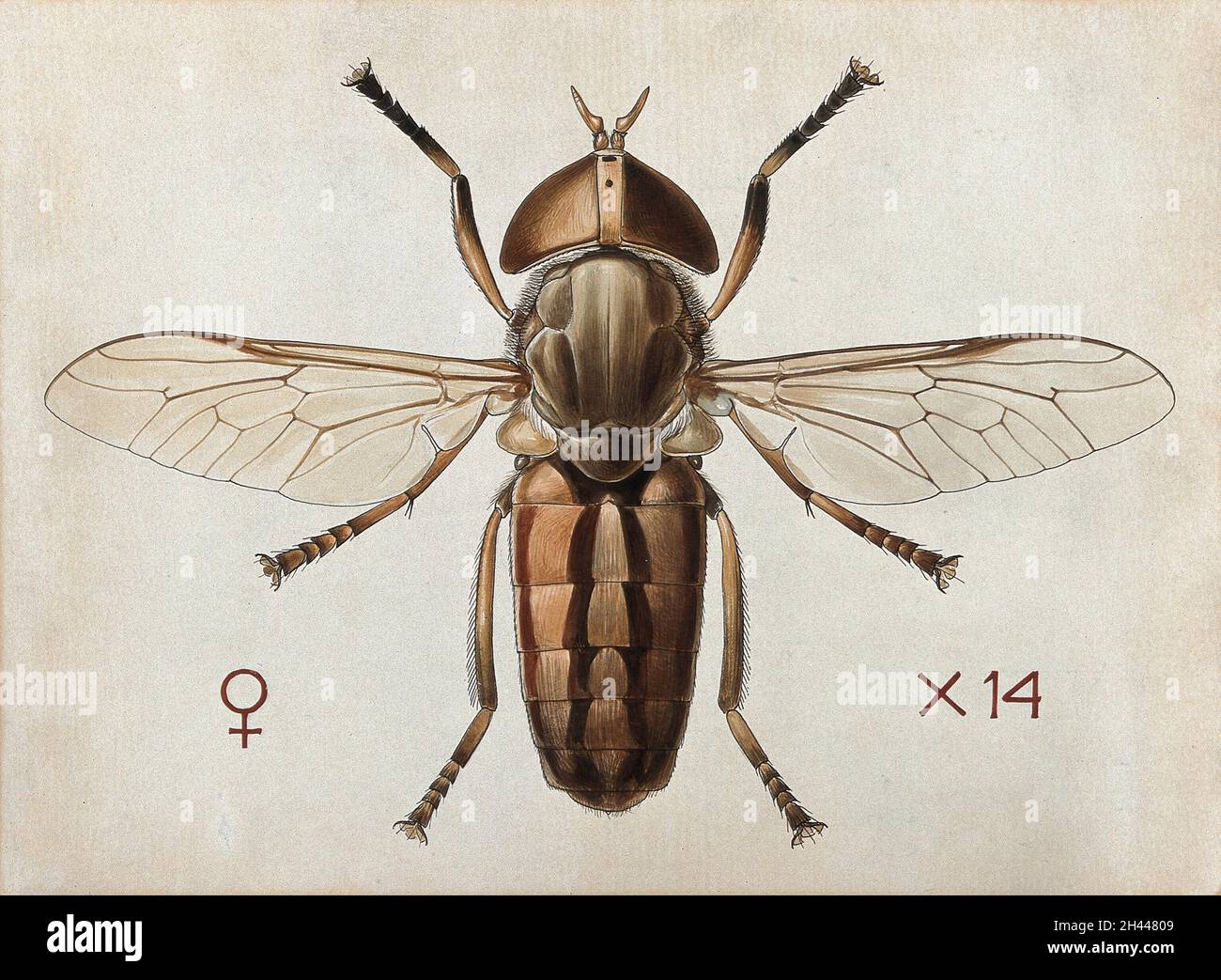 A cleg or horse fly (Tabanus ditaeniatus). Coloured drawing by A.J.E ...