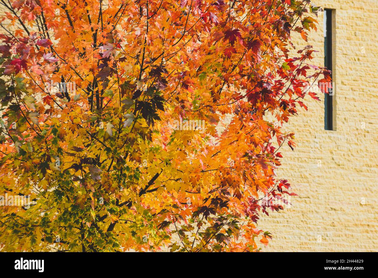 Leaves are changing colour on the tree during Autumn season Stock Photo ...