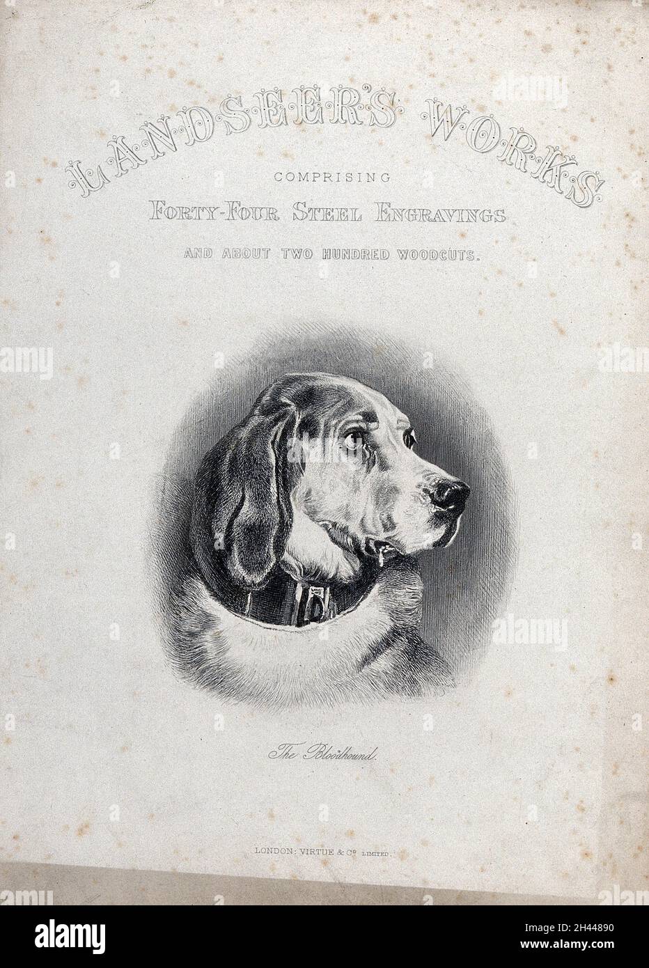 A bloodhound with a heavy collar. Steel engraving after Landseer Stock ...