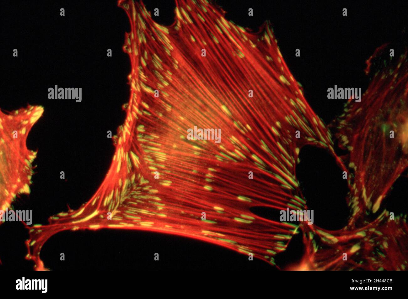 Stress fibres & focal adhesions Stock Photo - Alamy