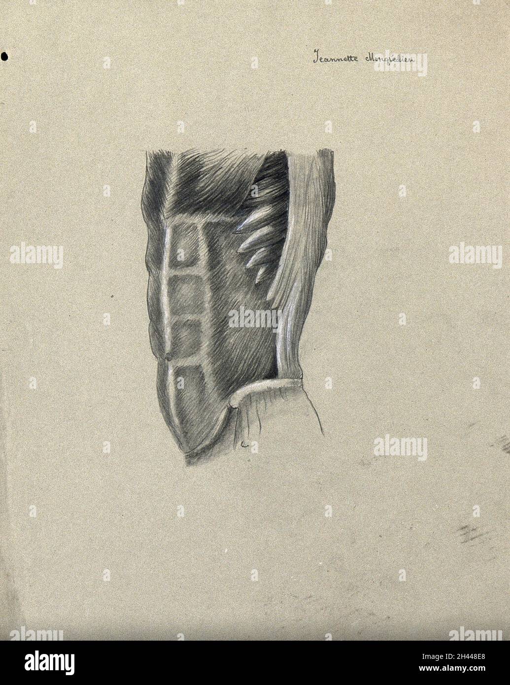 Muscles of the trunk: back view. Pencil and chalk drawing by J ...