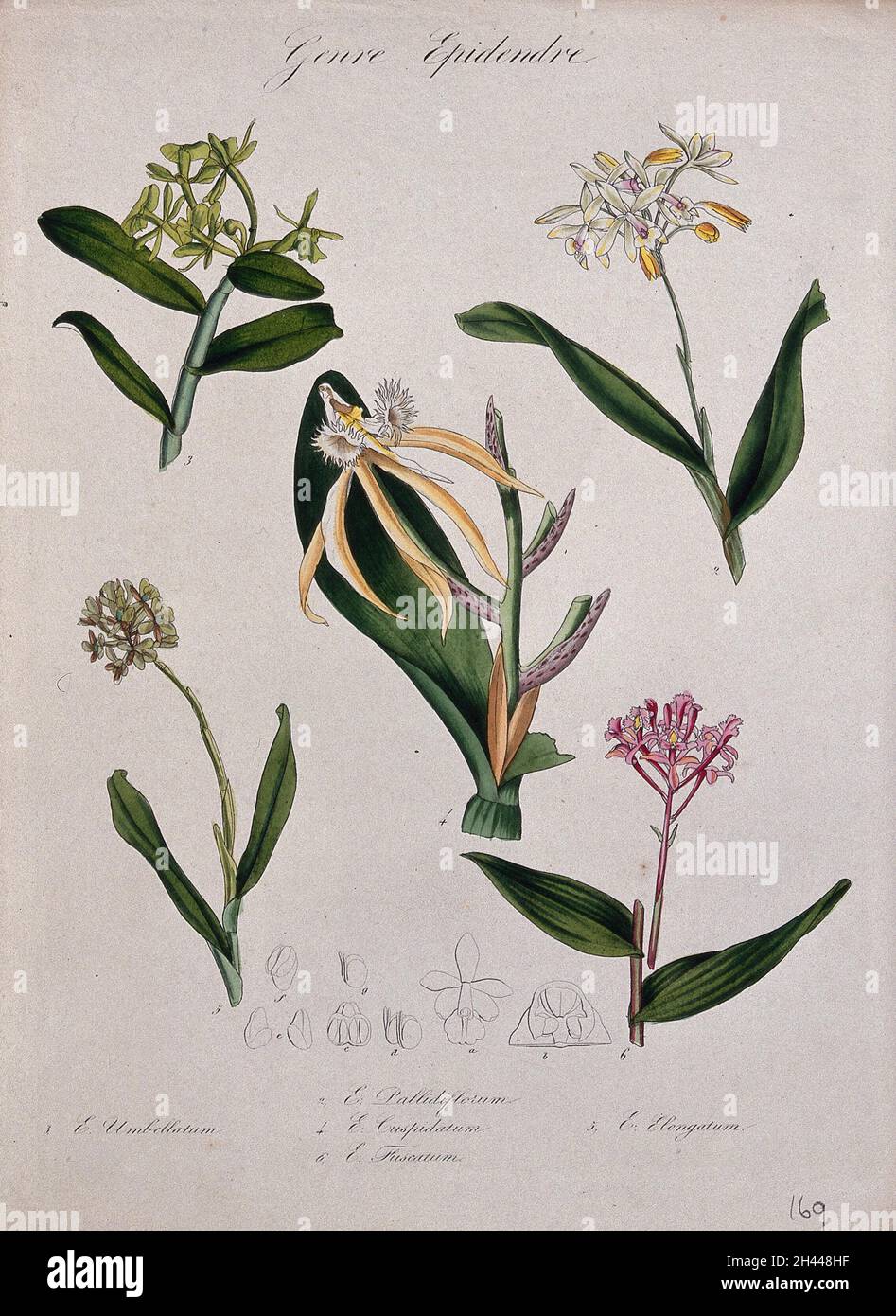 Epidendrum genus hi-res stock photography and images - Alamy