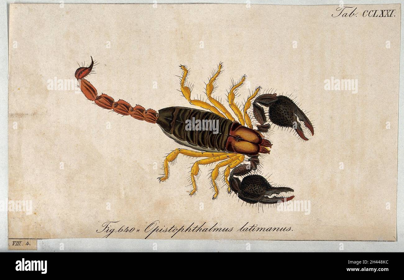 Scorpion art hi-res stock photography and images - Alamy