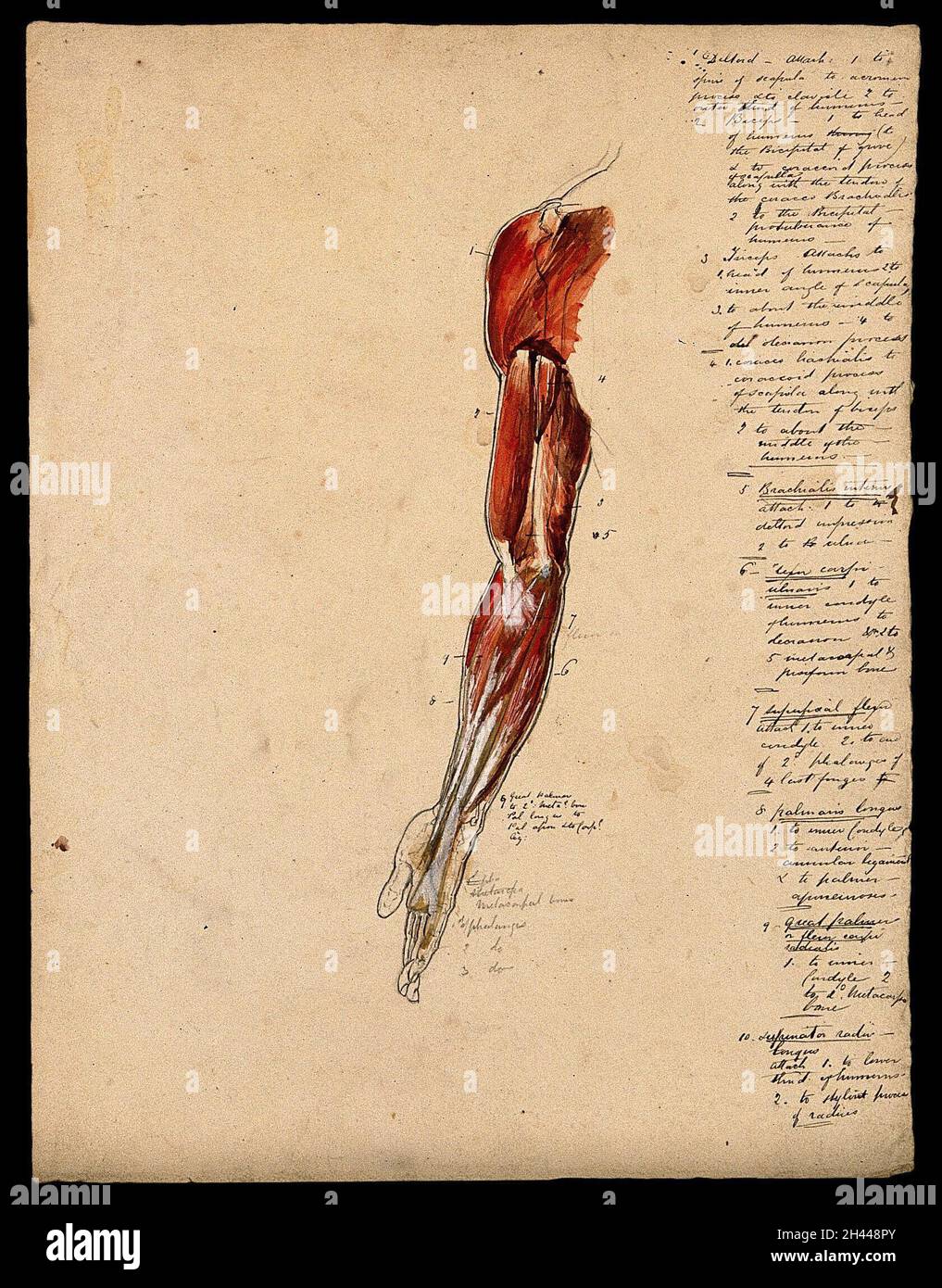 Muscles of the arm, shoulder and hand: side view, supinated. Ink and ...