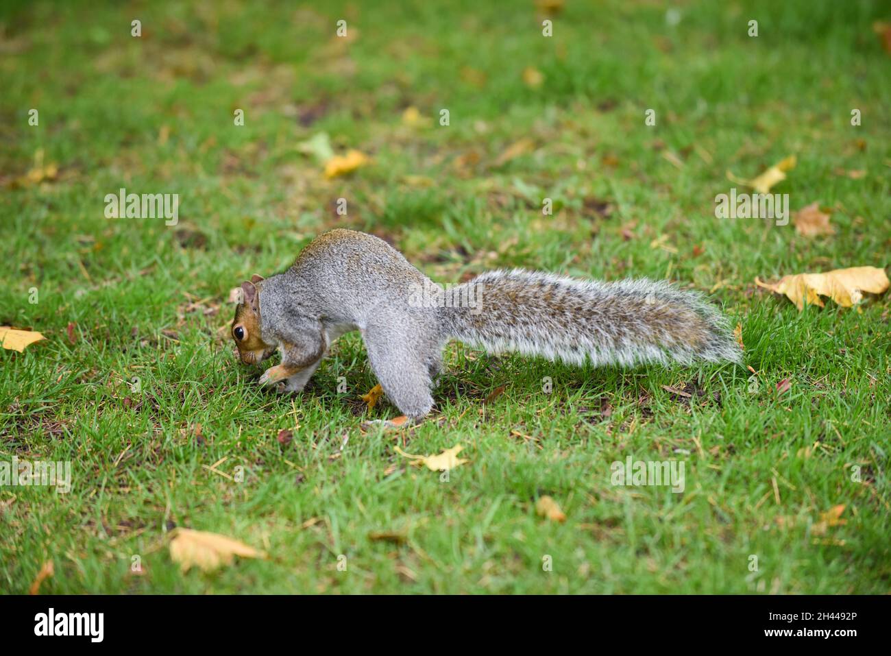 Grey squirrel collecting nuts and other food to store during ...