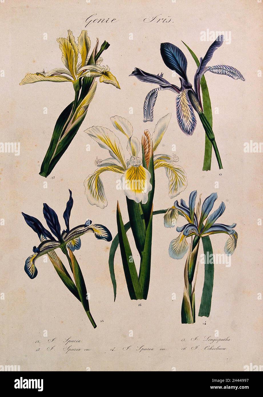 Five types of iris (Iris species): flowering stems. Coloured lithograph ...