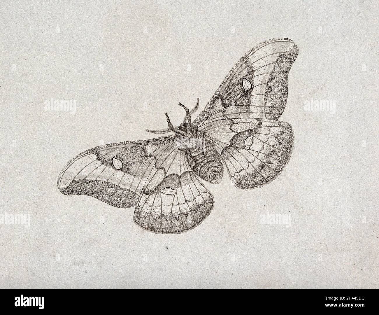 An emperor moth (Saturnia pavonia). Stipple engraving with etching ...