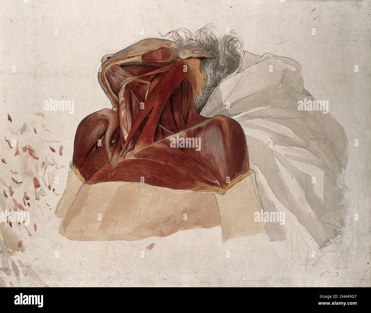 Partially dissected neck, shoulders and chest of a man, side view ...