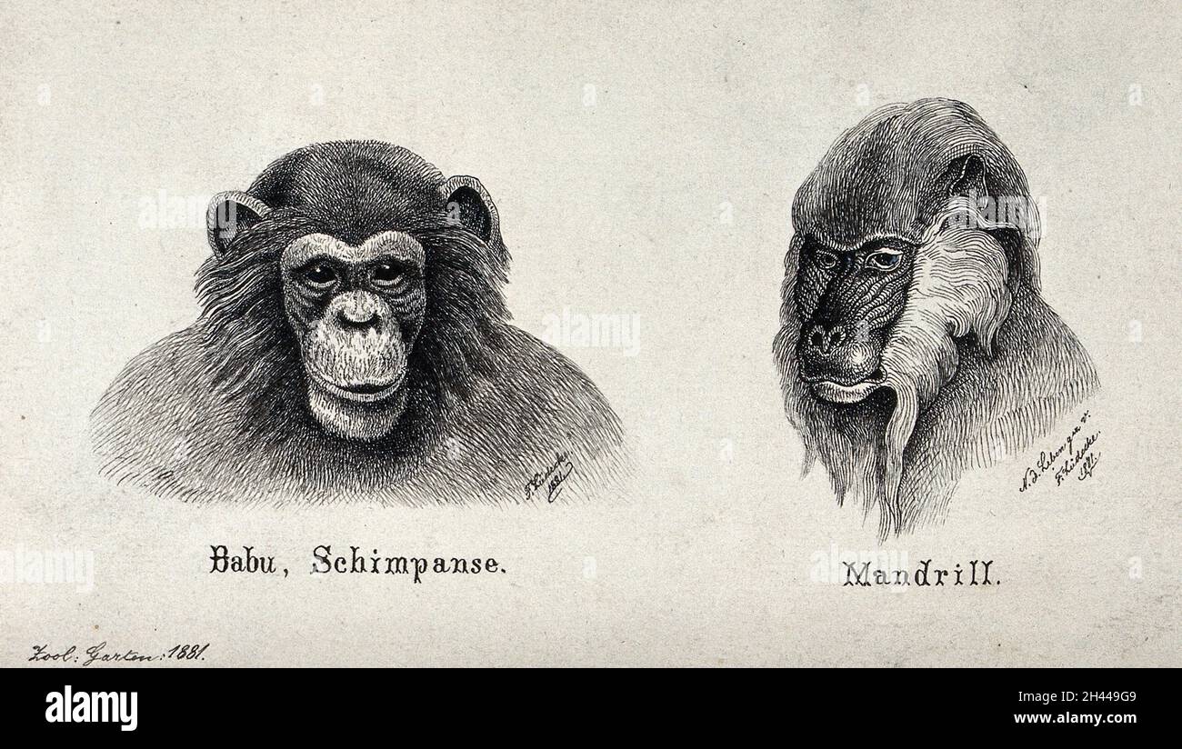 Left, a chimpanzee; right, a mandrill (african baboon). Reproduction of ...