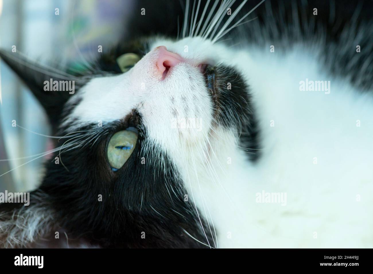 Cat look up Stock Photo - Alamy
