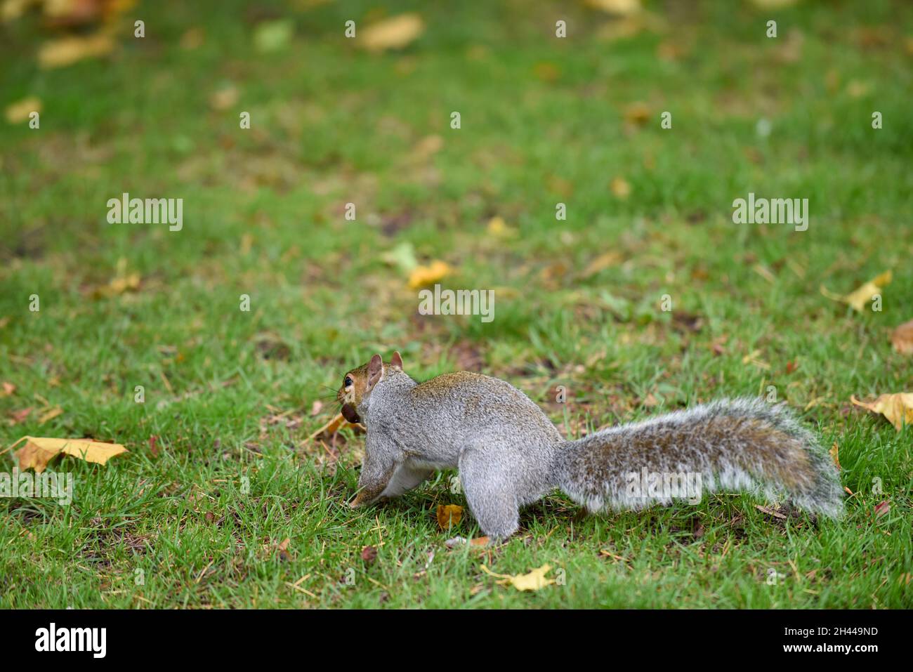 Grey squirrel collecting nuts and other food to store during ...