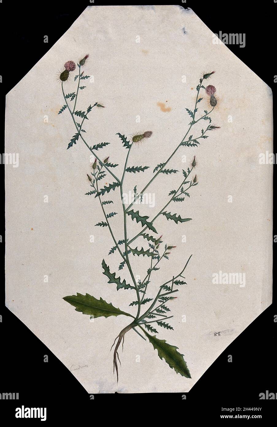 A plant (Carduus species) related to scotch thistle: flowering stem ...