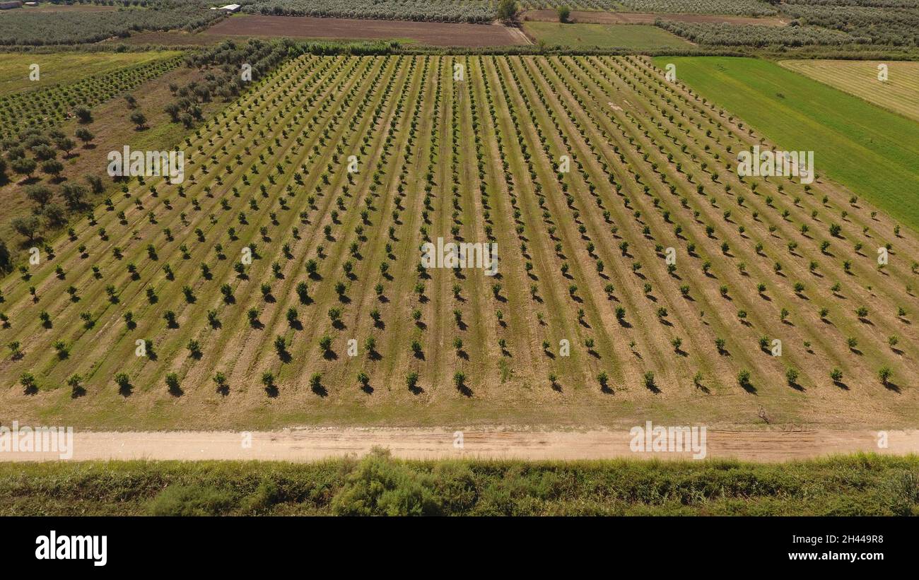 Aerial view of trees and agricultural farm crops in Greece Stock Photo ...