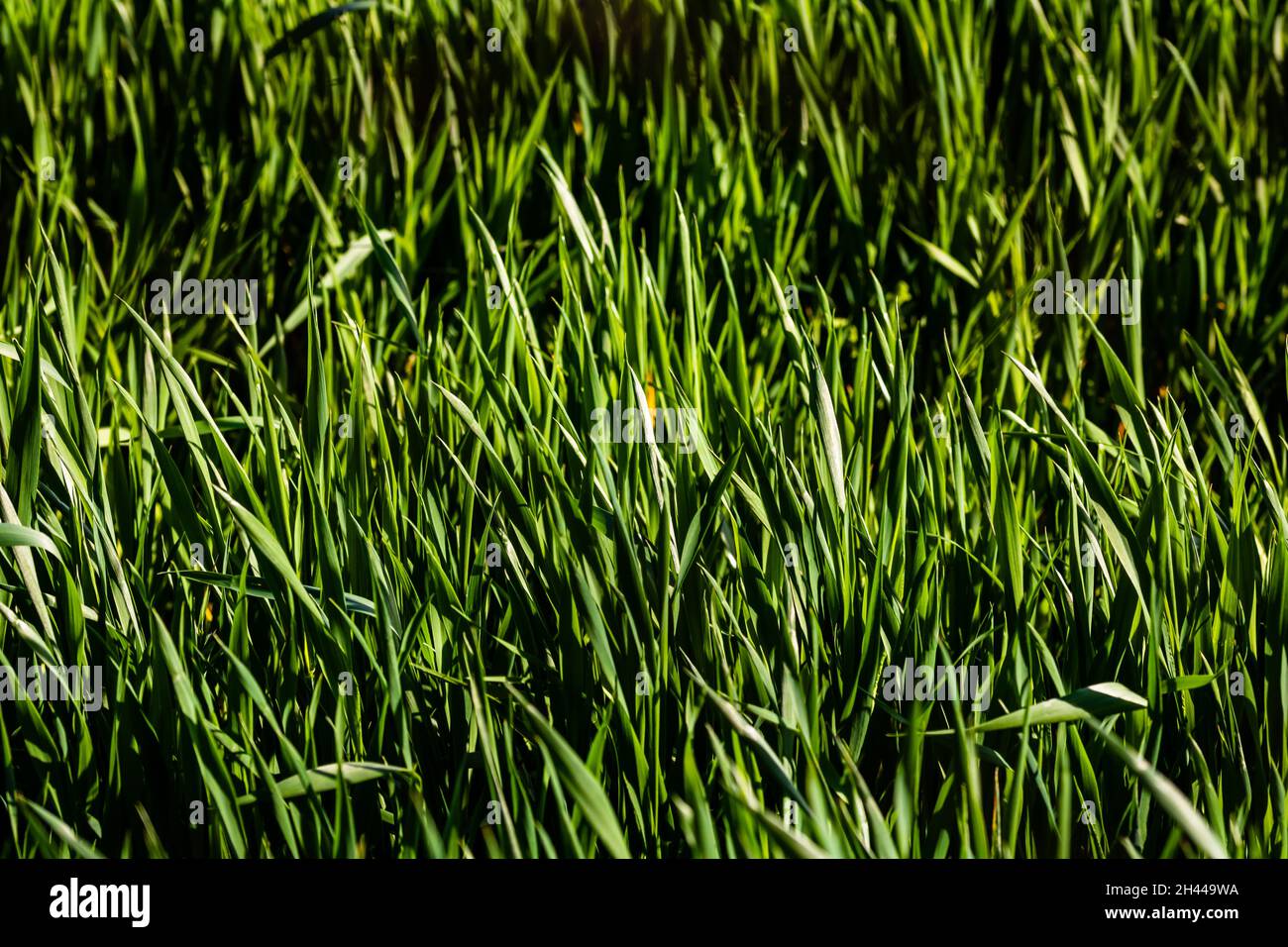 Detail of wheat field and farming concept Stock Photo - Alamy