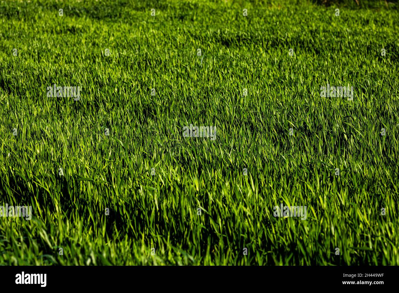 Detail of wheat field and farming concept Stock Photo - Alamy