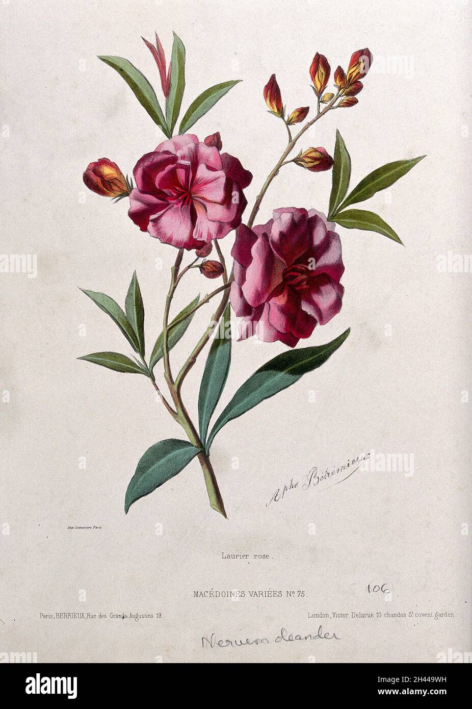 An oleander plant (Nerium oleander): flowering stem. Coloured ...