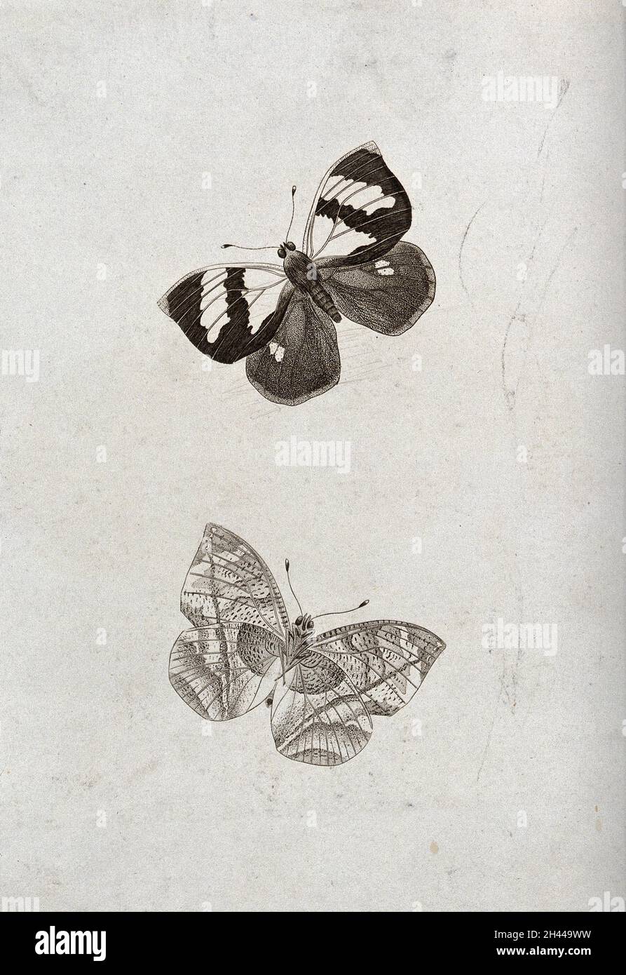 Butterflies illustration print hi-res stock photography and images - Alamy