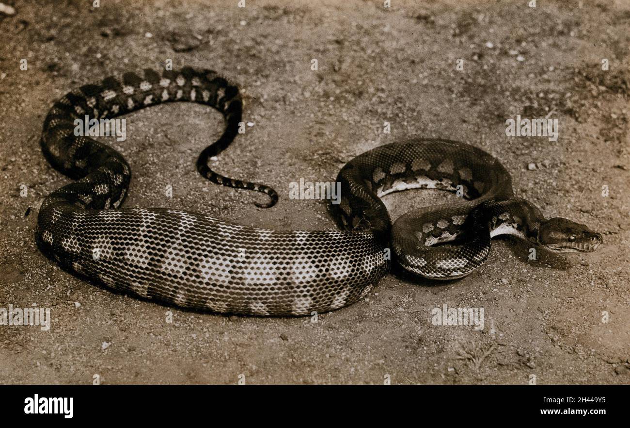 Australian snake: a diamond python (Python spilotes). Photograph, 1900/ ...