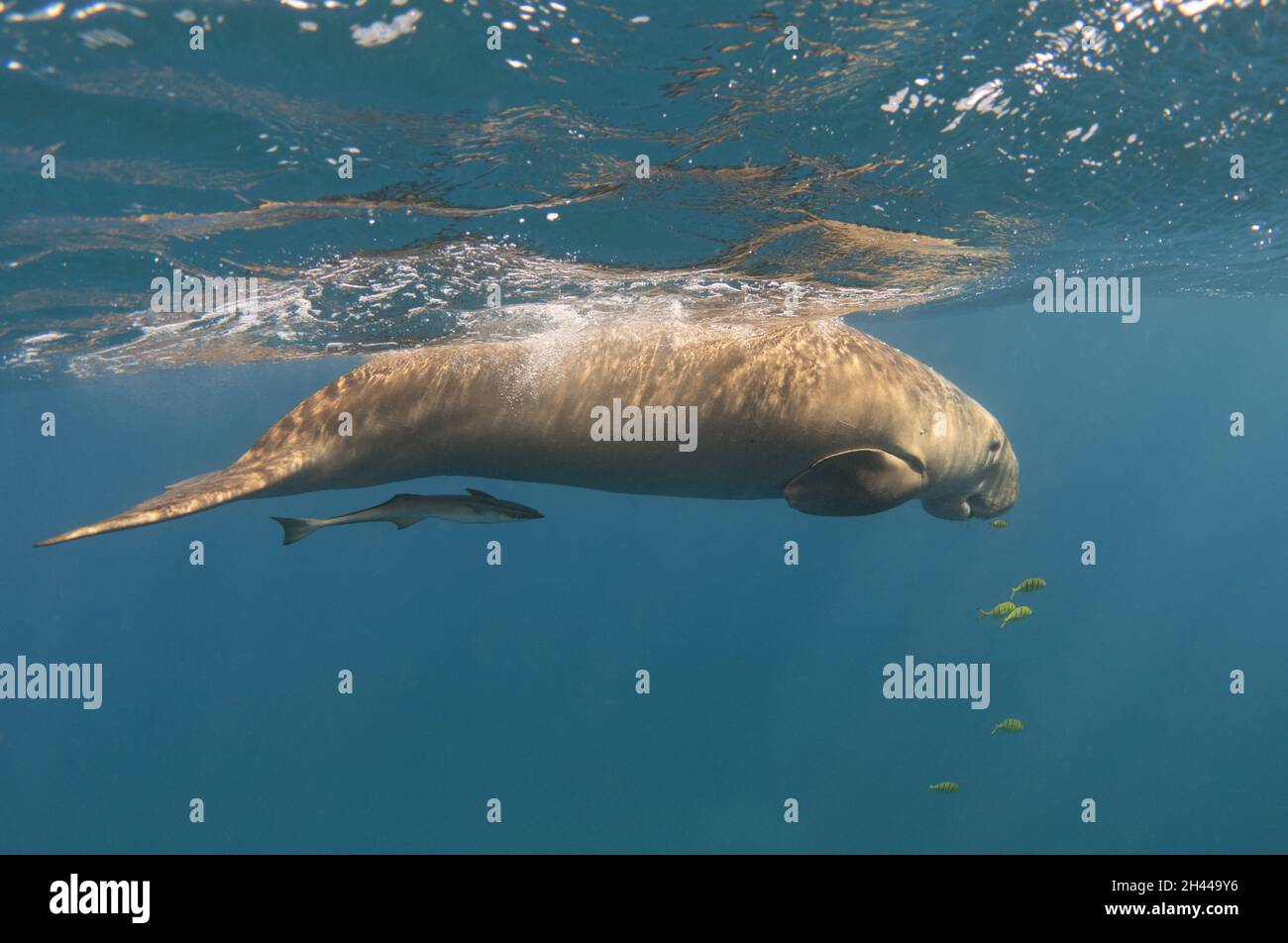 Dugong swimming hi-res stock photography and images - Alamy