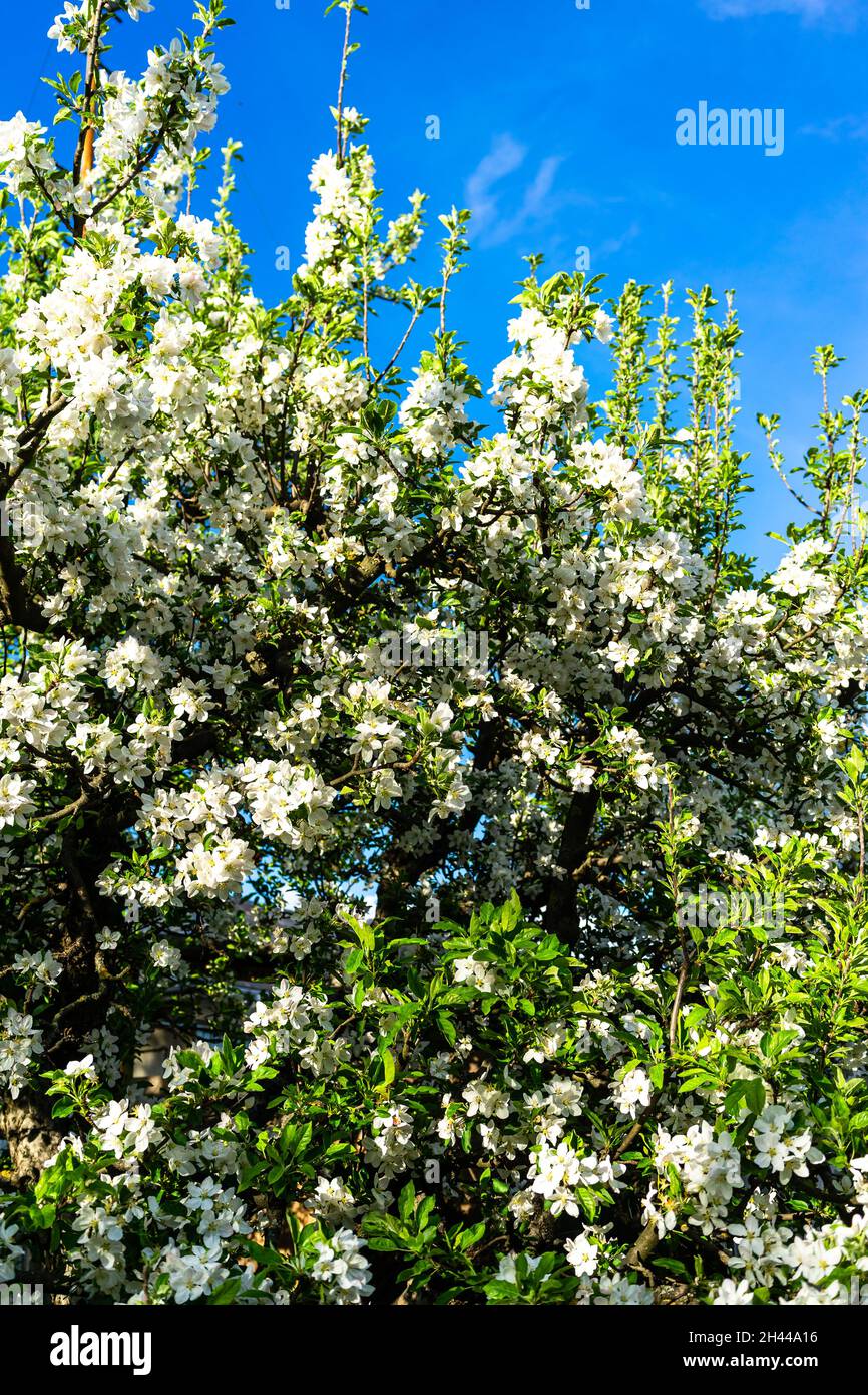 Spring time, blossom trees in the garden Stock Photo - Alamy